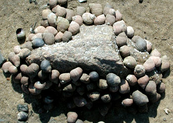 蟹守螺总科 Cerithiacea 蓝色动物学（中国动物学科普）